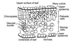 134. Draw a labelled diagram of a cross-section of a leaf?