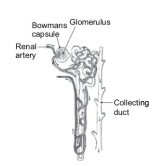 Draw the diagram of an excretory unit of a human kidney and label the ...