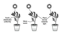 How does phototropism occur in plants?