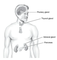 Draw a diagram showing the correct positions of pancreas, thyroid gland ...
