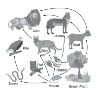 What is a food web? Give few characteristics of a food web? Give an ...
