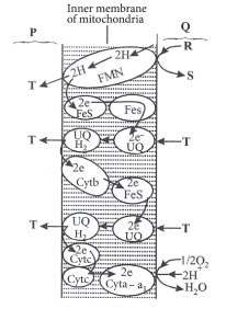 The adjoining diagram refers to the mitochondrial electron transport ...