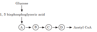 Study the given flow chart and identify A-D. (a) A-3-phosphoglycerate, $\mathrm{B}-2 ...