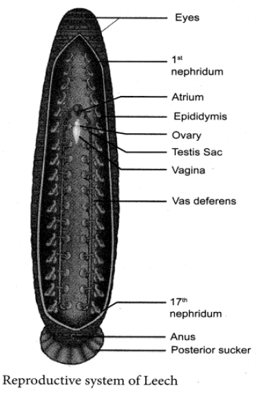 Explain the male and the female Reproductive system of Leech with a ...
