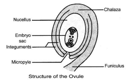 With a neat labelled diagram describe the parts of a typical ...