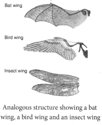 Explain in detail with diagrams, the evidence of evolution, through ...