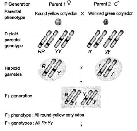 Explain Dihybrid cross in pea plant.