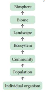 What is ecological hierarchy? Name the levels of ecological hierarchy.