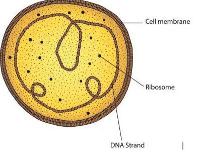 Draw and label the structure of mycoplasma.