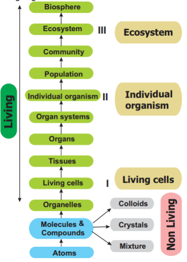 Draw a flow chart representing the various levels of organisation and ...