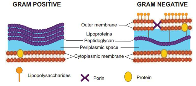 Describe the structure of Gram positive and Gram negative bacterial ...