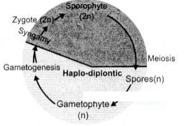 In which group of plants we can observe Haplodiplontic life cycle? Draw ...