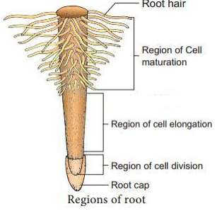 Draw a simplified diagram showing the various regions of root.