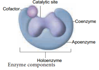 Draw a diagram showing the various components of enzymes.