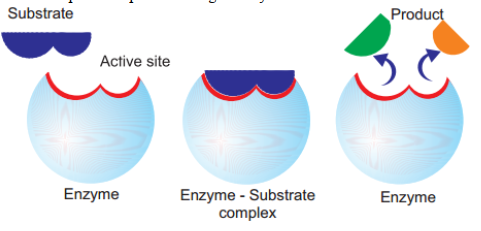 Explain Lock \& Key Mechanism of Enzymatic reaction.