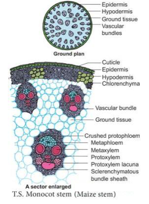 Draw and label the various parts of monocot stem.