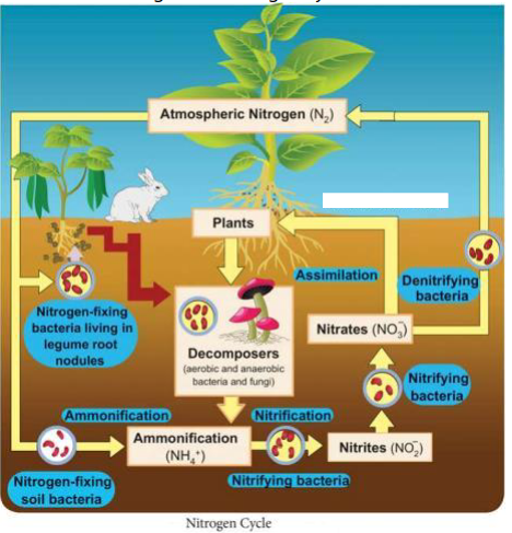 Give the schematic diagram of nitrogen cycle.