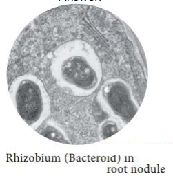 Collect roots of legumes with root nodules. - Take cross section of the ...