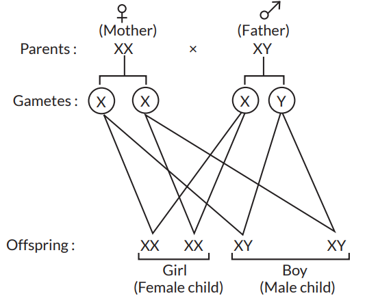 (a) Name the two types of gametes produced by men. (b) Does a male ...