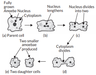 Draw a labelled diagram to show that particular stage of binary fission ...