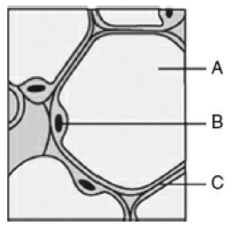 What indicates A to C in the given below figure? (a) A: Nucleus, B: Fat ...