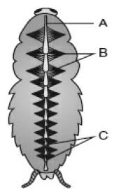 Identify $\mathrm{A}, \mathrm{B}$ and C in the given figure. (a) A ...