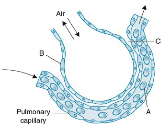 Study the following figure. Identify the parts from A to C . (a) A ...