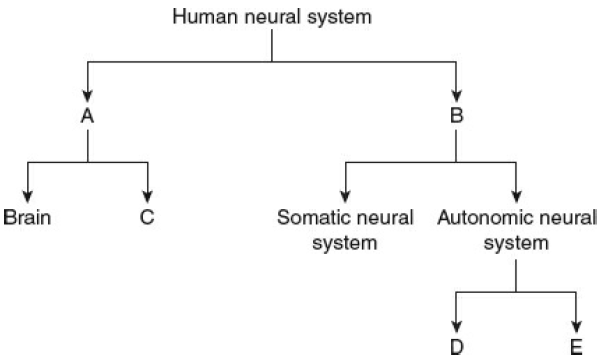 Identify $\mathrm{A}, \mathrm{B}, \mathrm{C}$ and E in the following diagram. (a) A: Central ...
