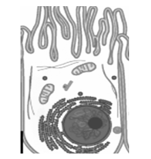 Outer surfaces of some cells are folded into finger-like projections as ...