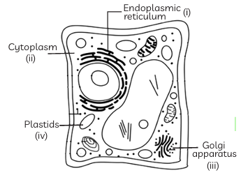 (A) Draw the structure of a plant cell and label the part which: (i ...