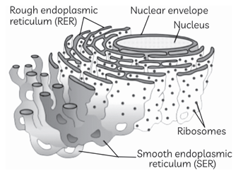 The labelled diagram of endoplasmic reticulum is shown below: Using the ...