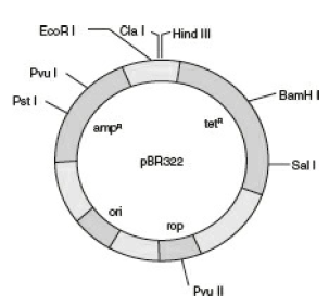 The figure below is the diagrammatic representation of the E. coli ...