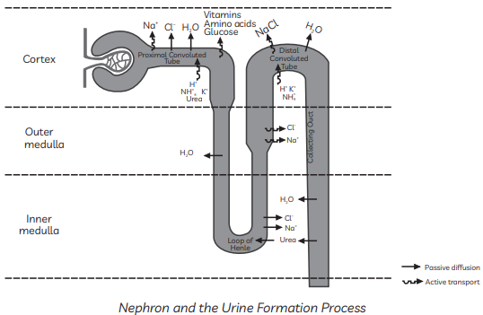 Draw a labelled diagram showing reabsorption and secretion of major ...