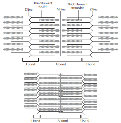 The sliding filament theory of muscle contraction is the most well ...