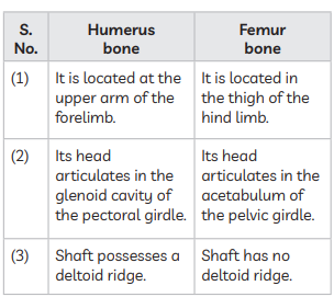 Differentiate between the humerus bone and femur bone.