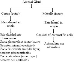 Study the given flow chart and, identify A,B,C,D and E a) A-Cortex, B ...