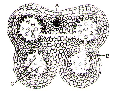 The following is the diagram of TS of anther. Identify the parts ...