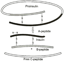 The below diagram show a diagrammatic sketch of maturation of insulin ...