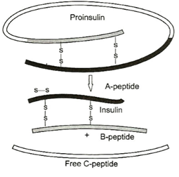 The below diagram shows a) Maturation of pro-insulin into insulin b ...