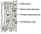 In the given diagram of phloem tissue, identify and a) A-Sieve tube ...