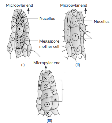 Study the figures given below of the development of megaspore in an ...