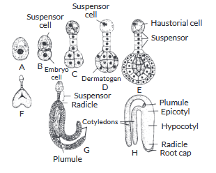 Explain the development of a mature embryo from the embryo sac of dicot ...