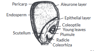 Draw a diagram of LS of Maize grain and label its any six parts.