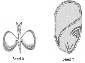 Which of the following statements are true related to seed $X$ and $Y ...
