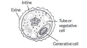Draw a diagram of a mature pollen grain of an angiosperm. Label any ...