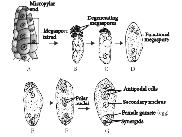 How does the megaspore mother cell develop into 7-celled, 8 nucleate ...