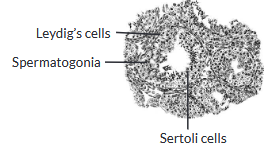 Draw a sectional view of seminiferous tubules of human. Label Sertoli ...