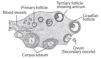 Draw a sectional view of the human ovary showing the different stages ...