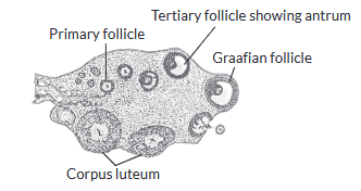 (a) Draw a transverse section of human ovary showing the sequential ...