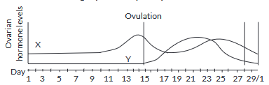 Study the graph given below related with menstrual cycle in females: I ...